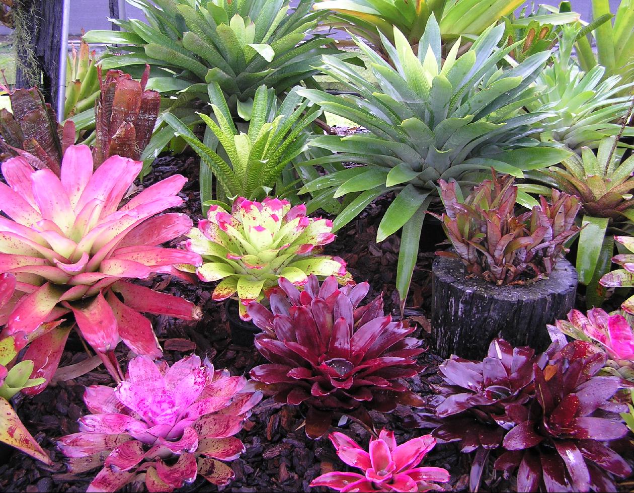 25+ Breathtaking Landscape Design With Bromeliads ~ Danielle Finch