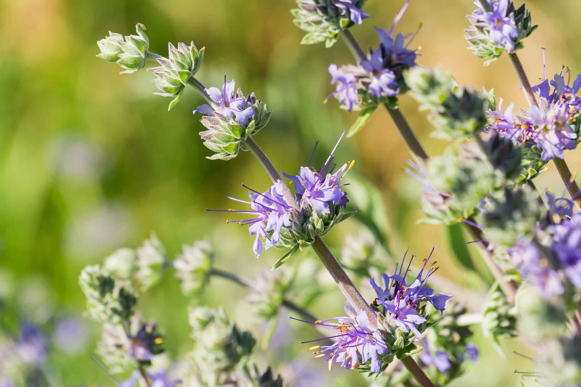 Southern California Pollinator Plants for Summer Fun - Plantscapers